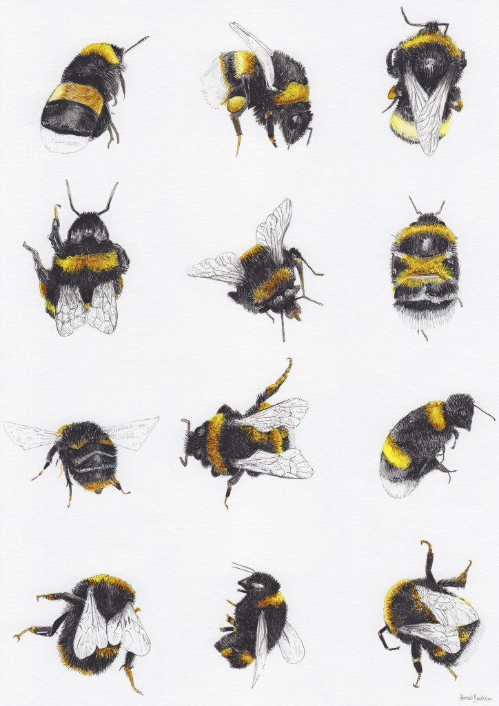 Nature Illustrations – Hazel Beehan