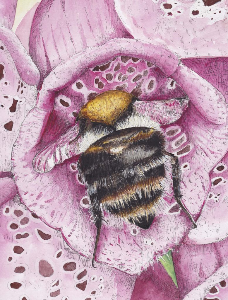 Nature Illustrations – Hazel Beehan