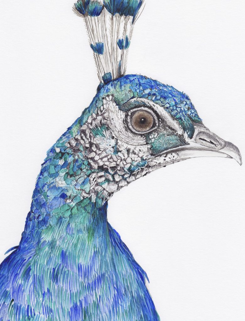 Nature Illustrations – Hazel Beehan
