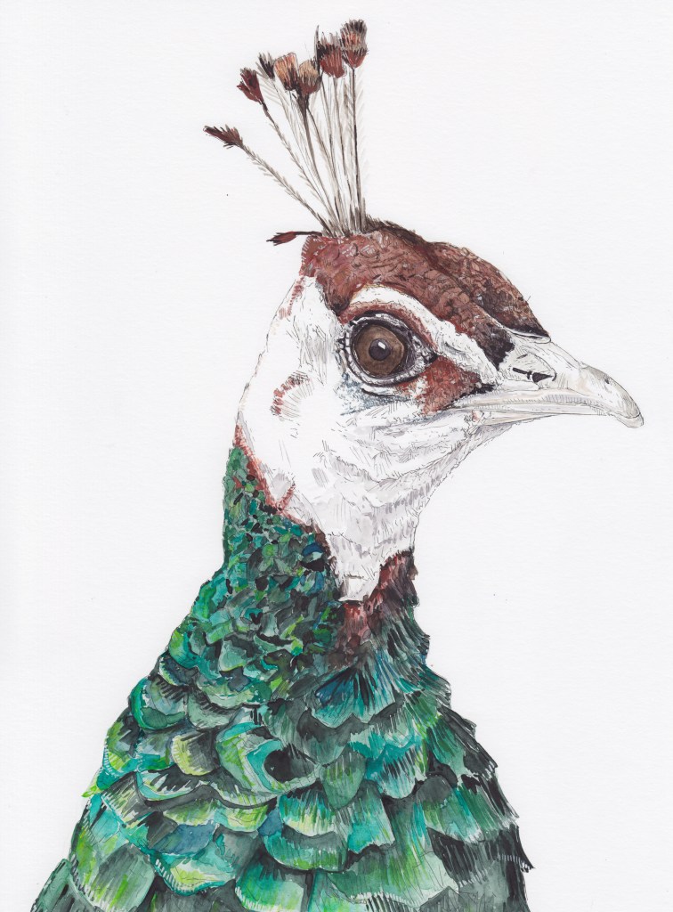 Nature Illustrations – Hazel Beehan