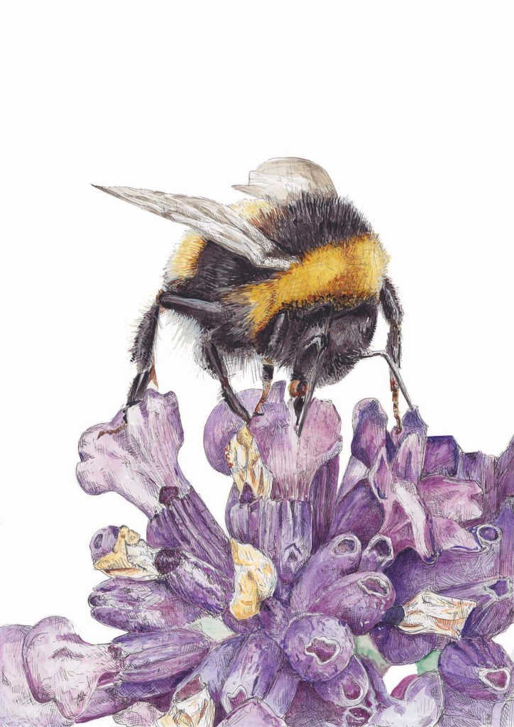 Nature Illustrations – Hazel Beehan